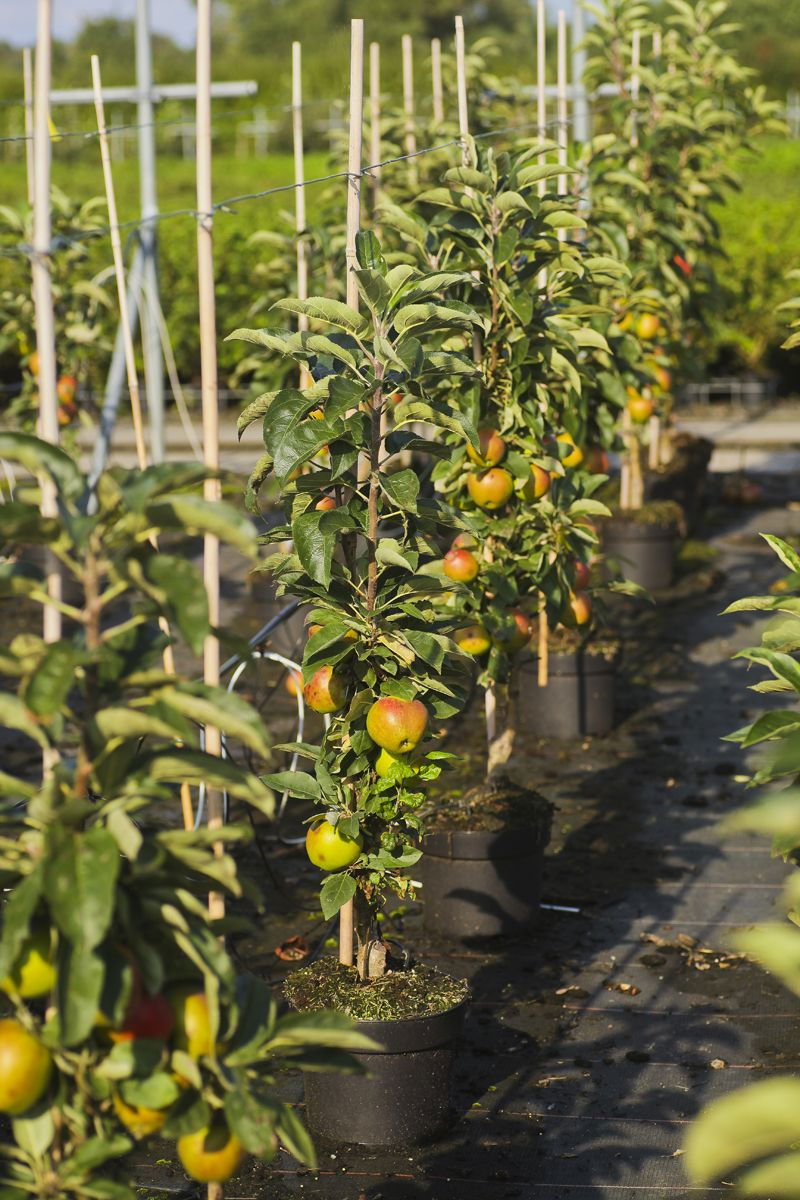 Säulen-Apfel Redcats® - Malus domestica Redcats® günstig kaufen