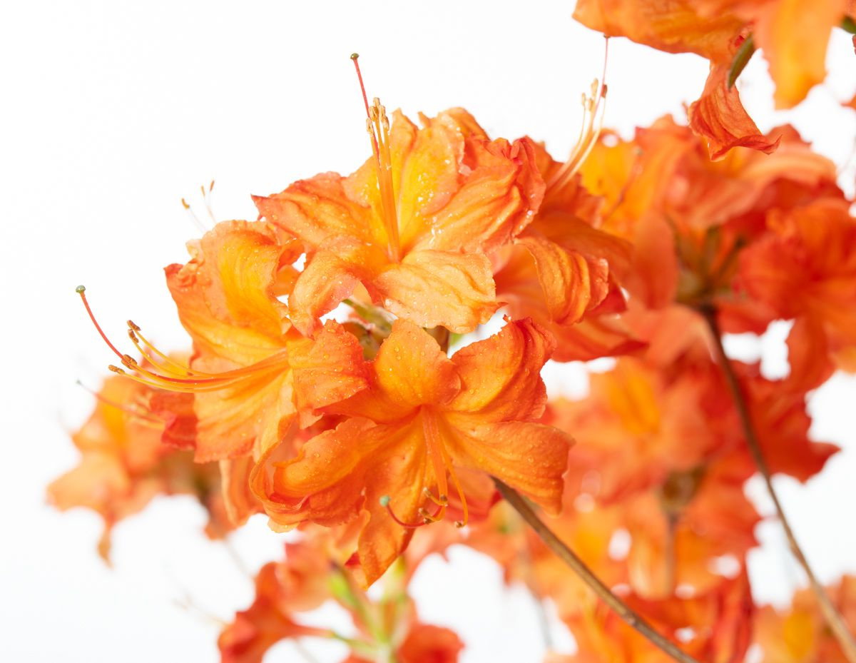 Sommergrüne Azalee Fireball - Rhododendron luteum Fireball günstig kaufen