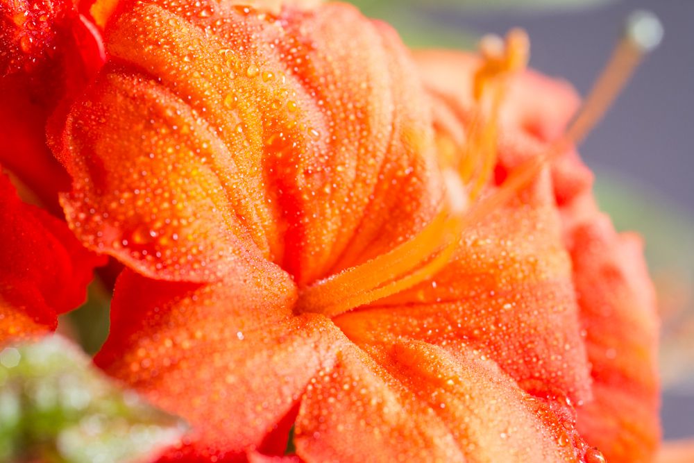 Rhododendron luteum Royal Command - günstig online kaufen