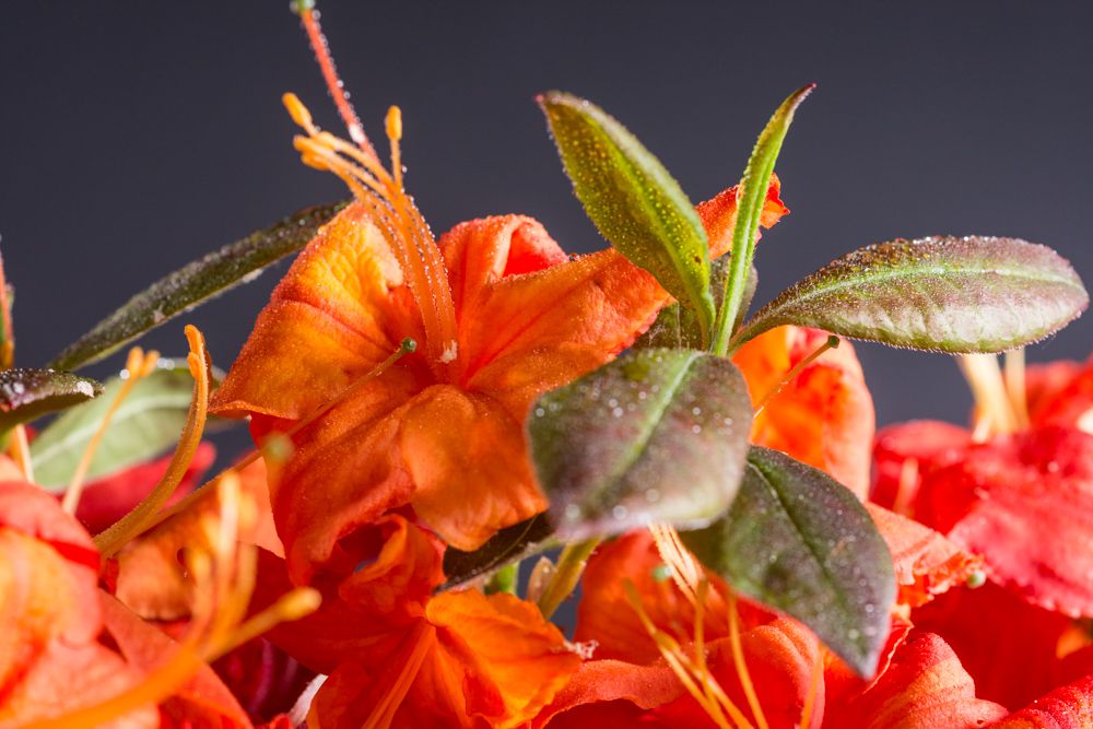 Rhododendron luteum Royal Command - günstig online kaufen