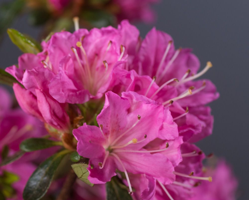 Japanische Azalee Diamant Rosa - Rhododendron obtusum Diamant Rosa ...