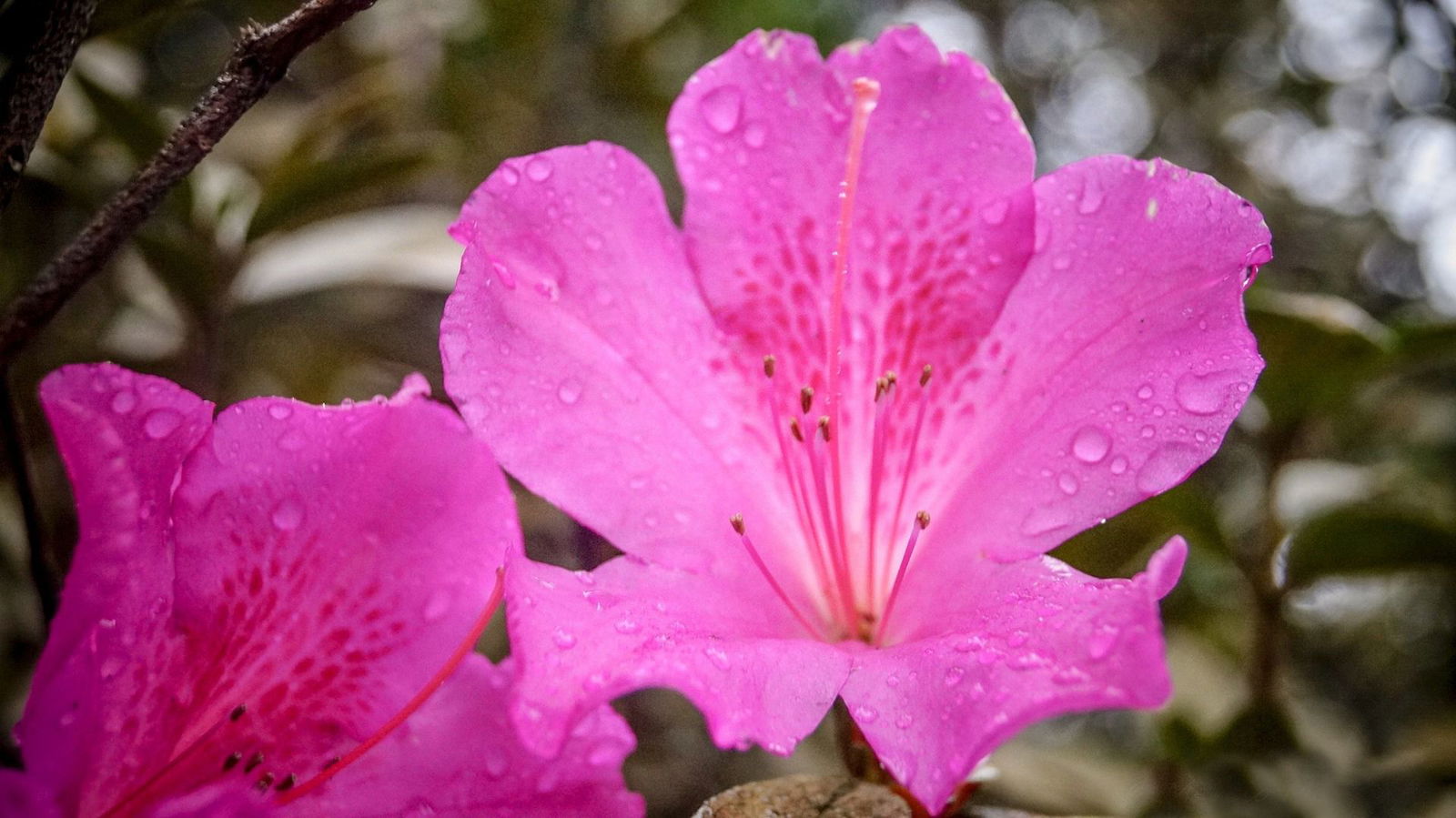 Japanische Azalee Diamant Rosa - Rhododendron obtusum Diamant Rosa ...