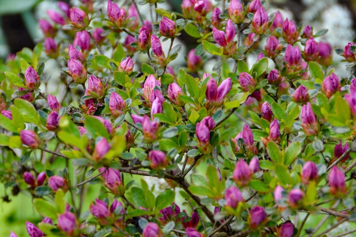 Japanische Azalee Diamant Rosa - Rhododendron obtusum Diamant Rosa ...
