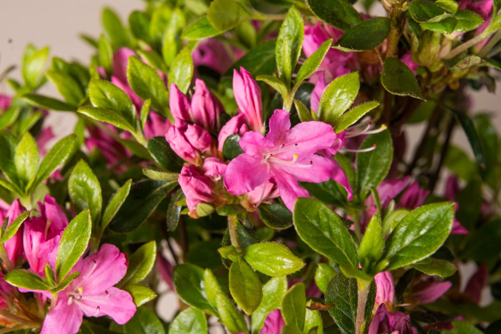 Japanische Azalee Diamant Rosa - Rhododendron obtusum Diamant Rosa ...