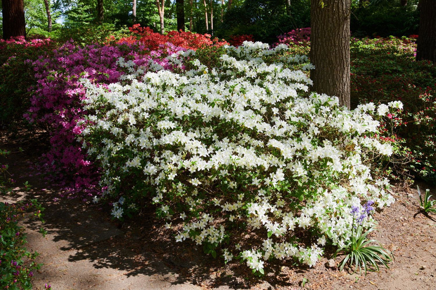 Japanische Azalee Palestrina - Rhododendron obtusum Palestrina günstig ...