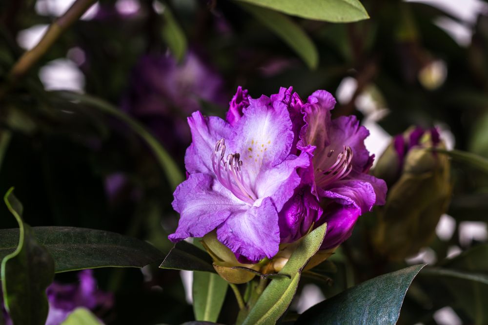 Rhododendron Alfred - Rhododendron Hybride Alfred günstig kaufen