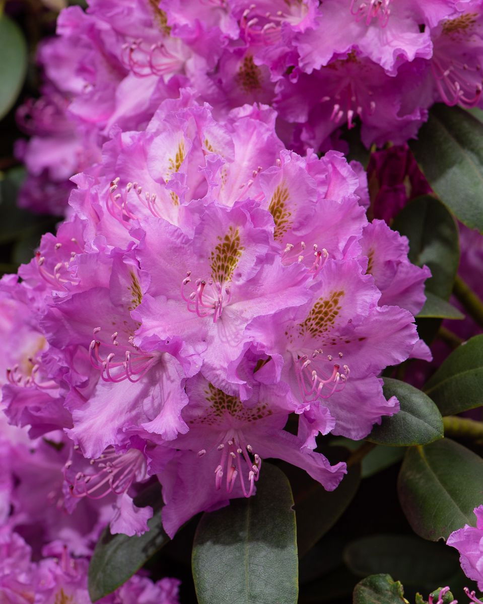 Rhododendron 'Carola' - Rhododendron hybride 'Carola' günstig kaufen