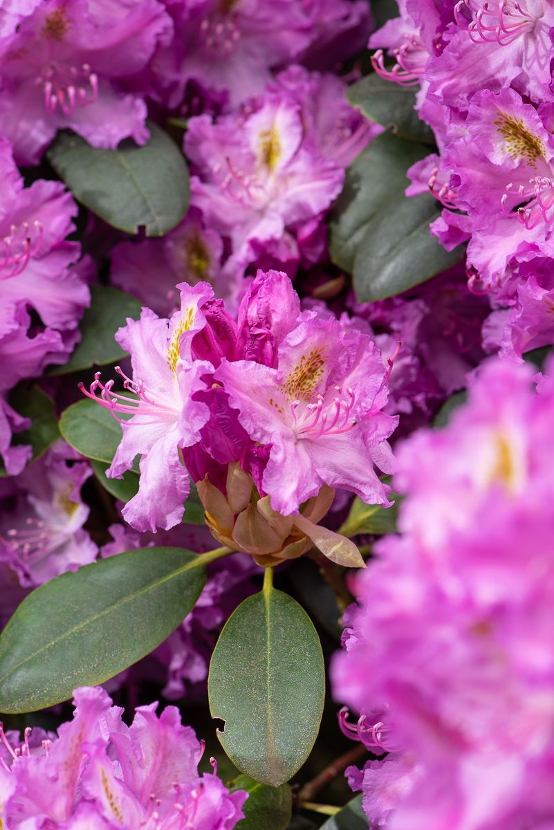 Rhododendron 'Carola' - Rhododendron hybride 'Carola' günstig kaufen