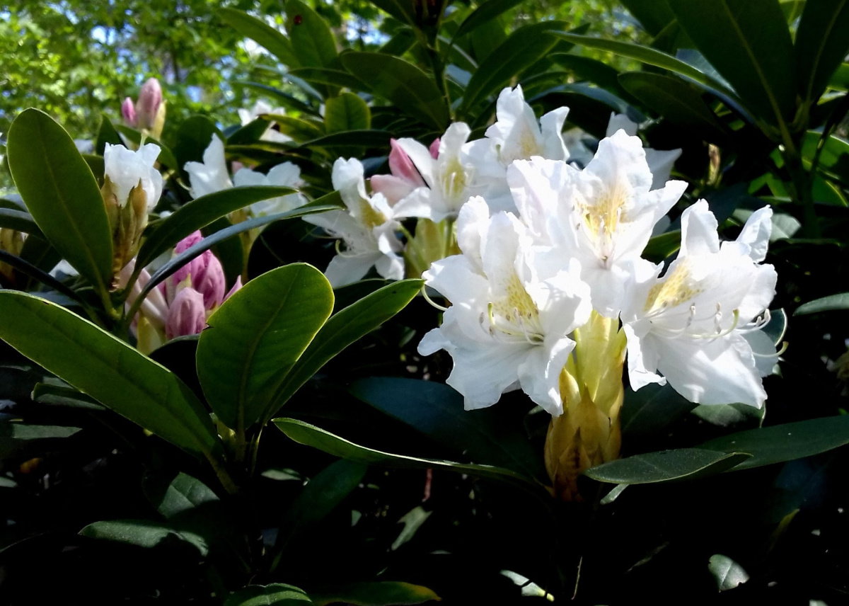 Rhododendron Catawbiense Album - Rhododendron Hybride Catawbiense Album ...