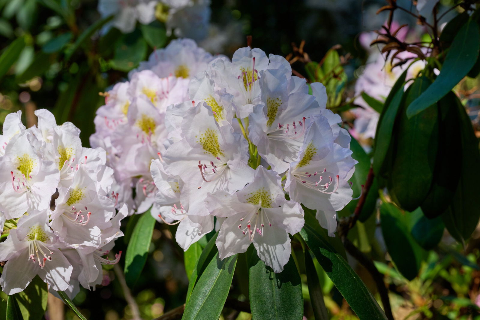 Rhododendron Catawbiense Album - Rhododendron Hybride Catawbiense Album ...