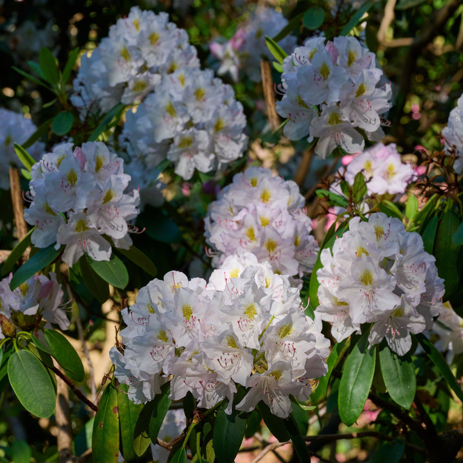Rhododendron Catawbiense Album - Rhododendron Hybride Catawbiense Album ...