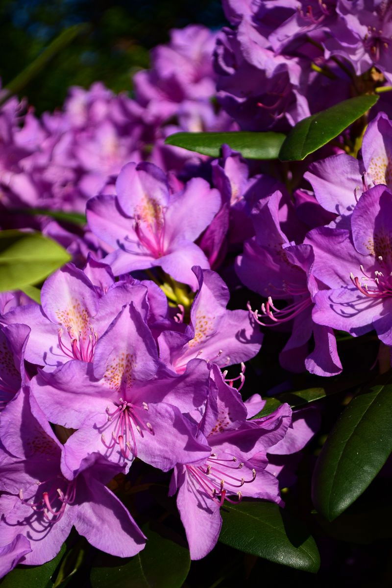Rhododendron Catawbiense Boursault - Rhododendron Hybride Catawbiense ...