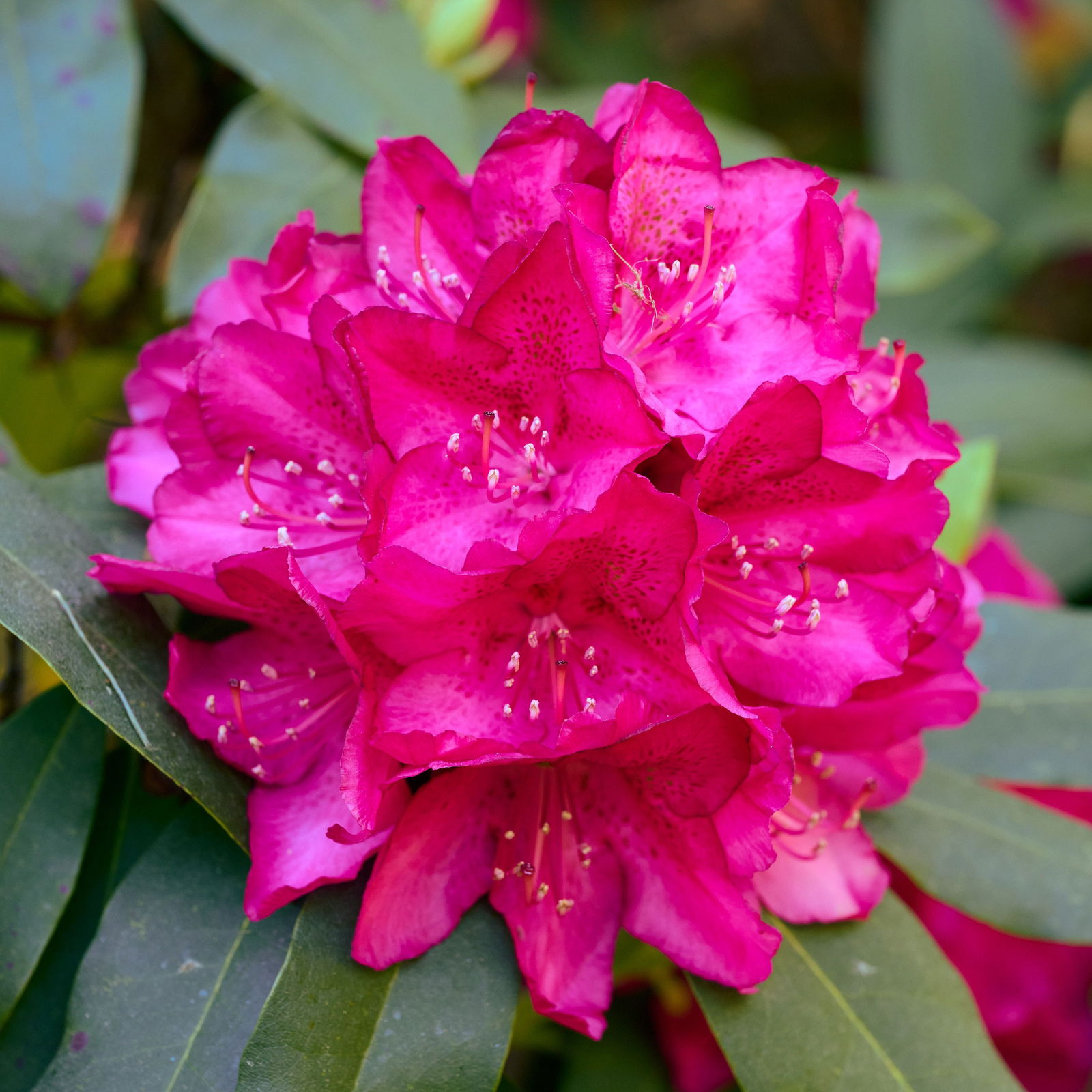 Rhododendron Edward S. Rand - Rhododendron hybride Edward S. Rand ...