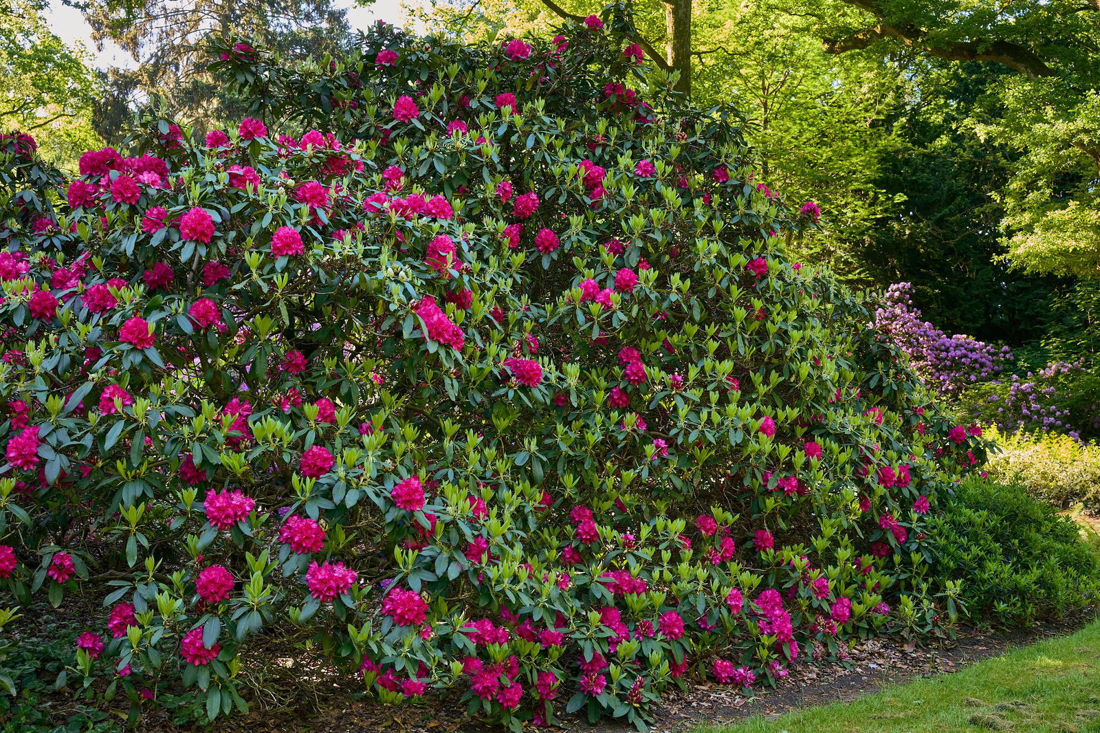 Rhododendron Edward S. Rand - Rhododendron hybride Edward S. Rand ...