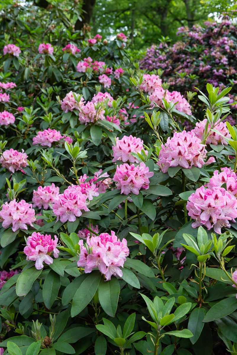 Rhododendron Lady Annette de Trafford - Rhododendron Hybride Lady ...