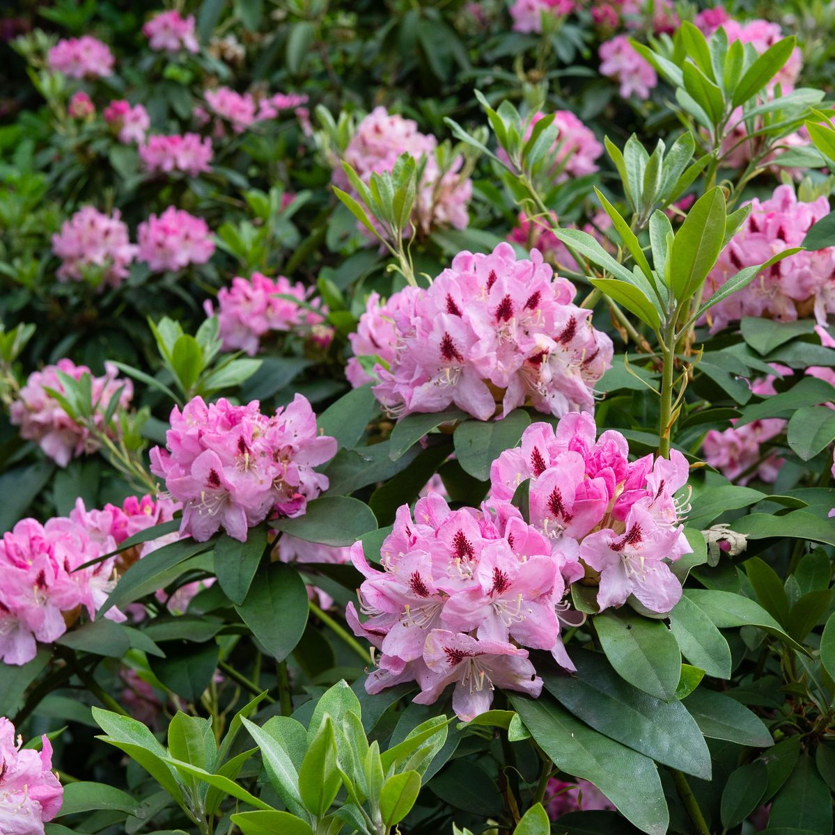 Rhododendron Lady Annette de Trafford - Rhododendron Hybride Lady ...
