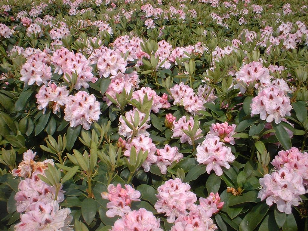 Rhododendron Lady Annette de Trafford - Rhododendron Hybride Lady ...
