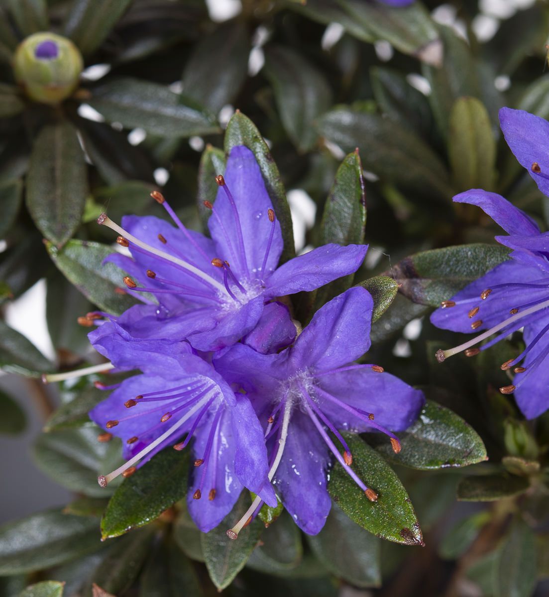 Kleinblättriger Rhododendron Azurika - Rhododendron Impeditum Azurika ...