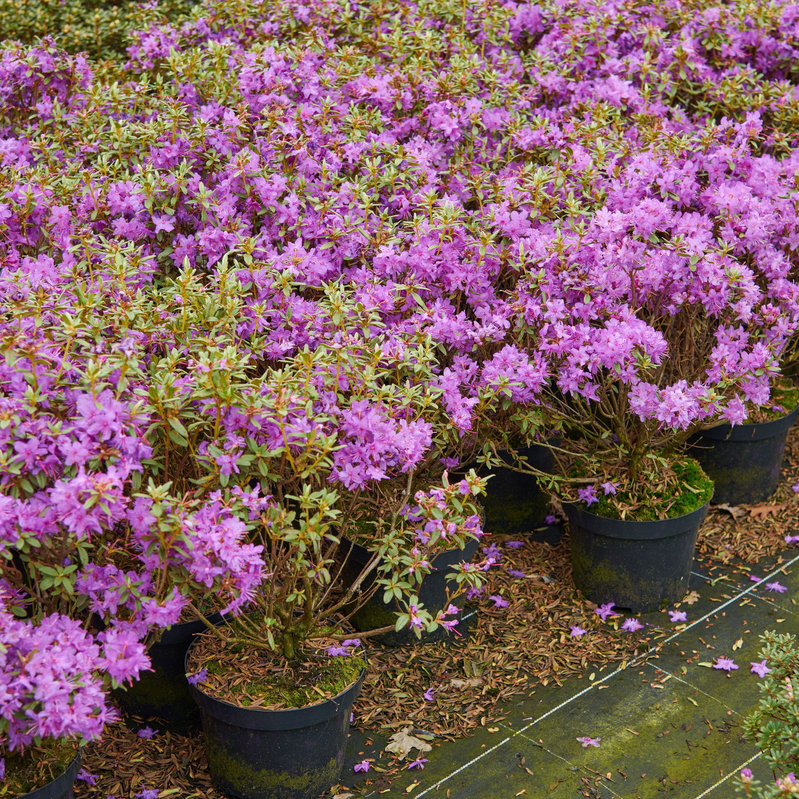 Kleinblättriger Rhododendron Ramapo - Rhododendron impeditum Ramapo ...