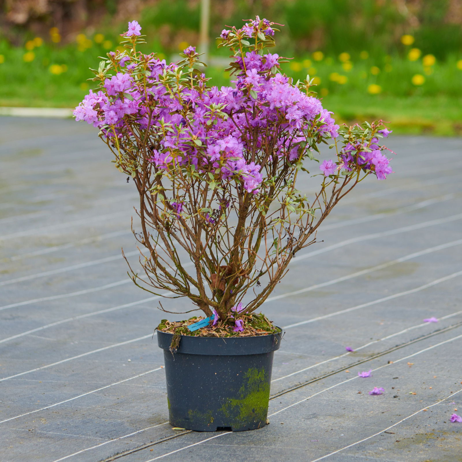 Kleinblättriger Rhododendron Ramapo - Rhododendron impeditum Ramapo ...