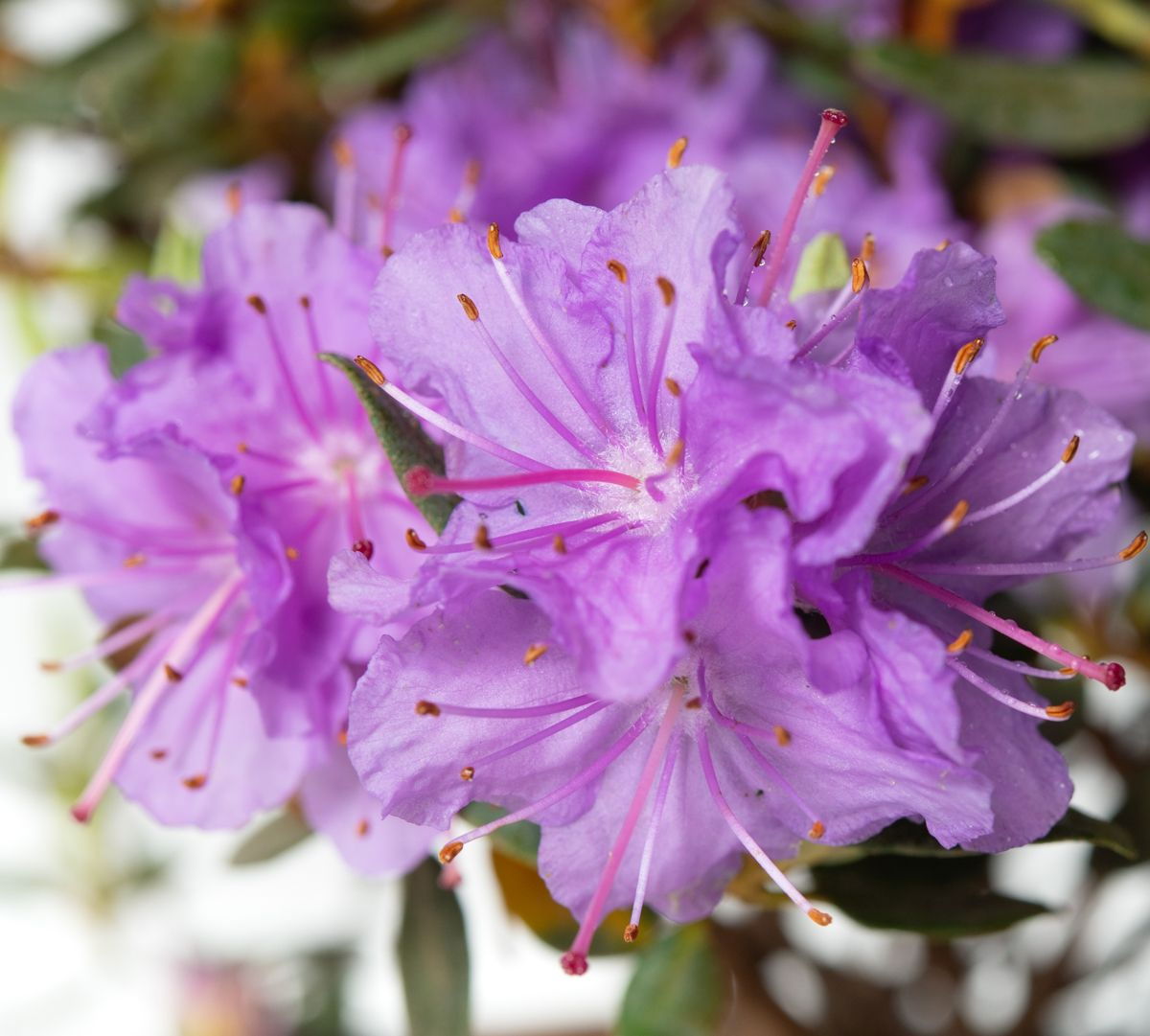 Kleinblättriger Rhododendron Ramapo - Rhododendron impeditum Ramapo ...