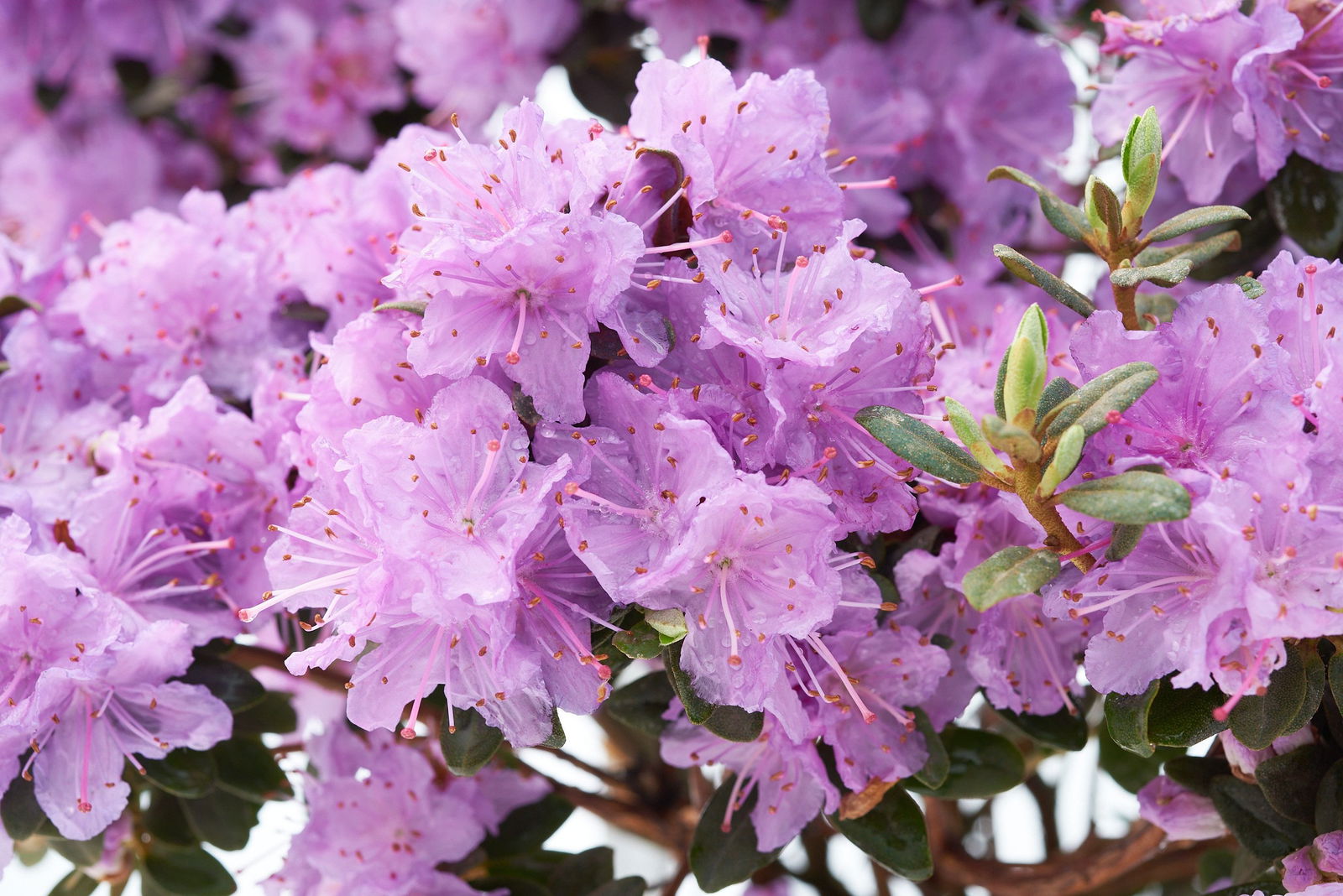 Kleinblättriger Rhododendron Ramapo - Rhododendron impeditum Ramapo ...