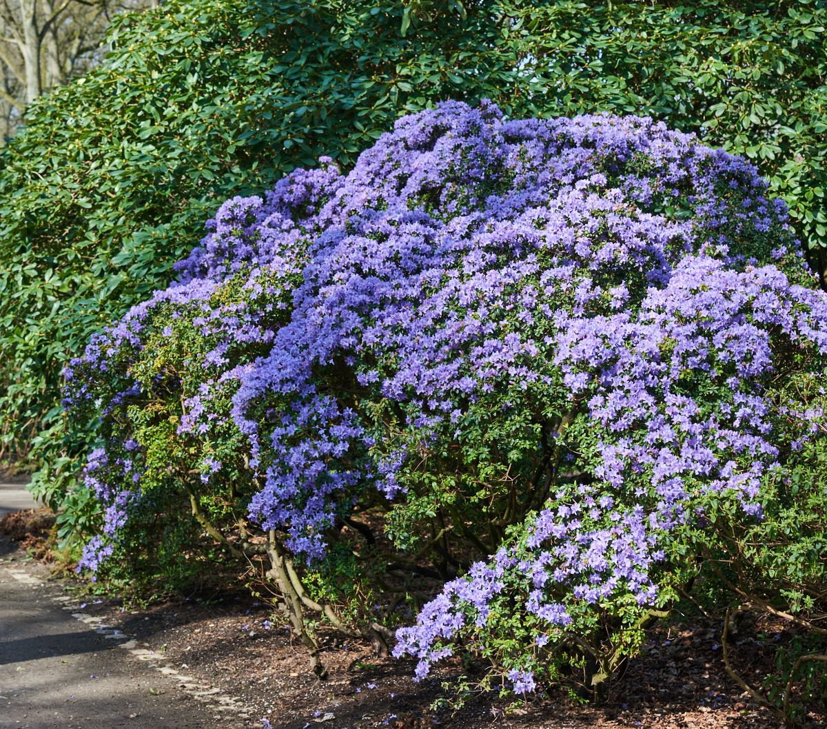 Kleinblättriger Rhododendron Azurika - Rhododendron Impeditum Azurika ...
