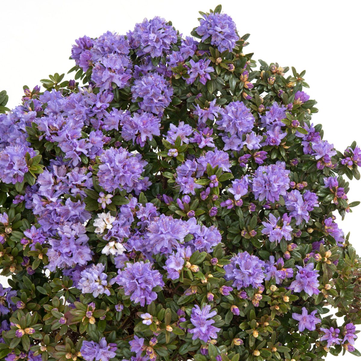 Kleinblättriger Rhododendron Azurika - Rhododendron Impeditum Azurika ...