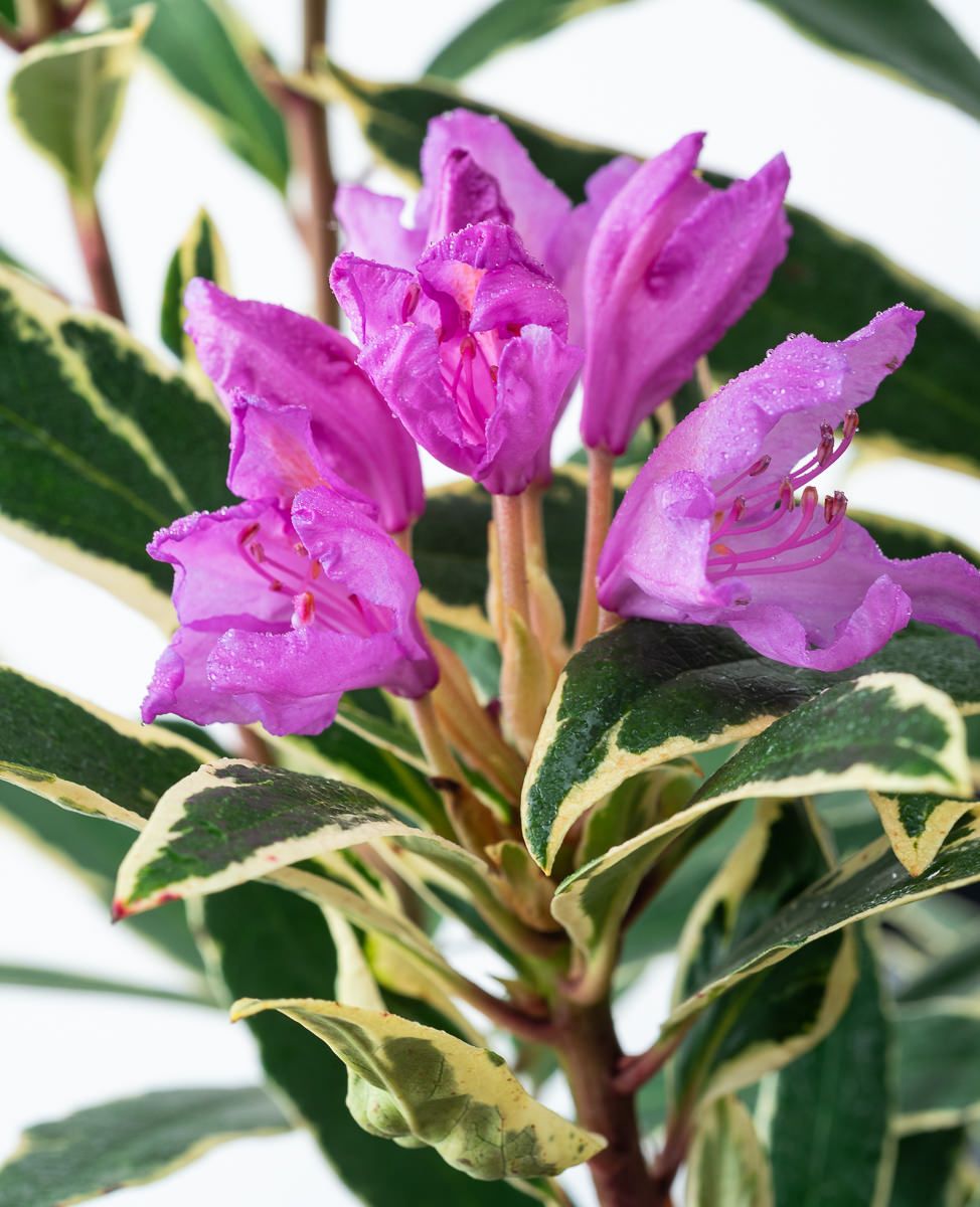 Rhododendron ponticum Variegatum - Rhododendron ponticum Variegatum ...
