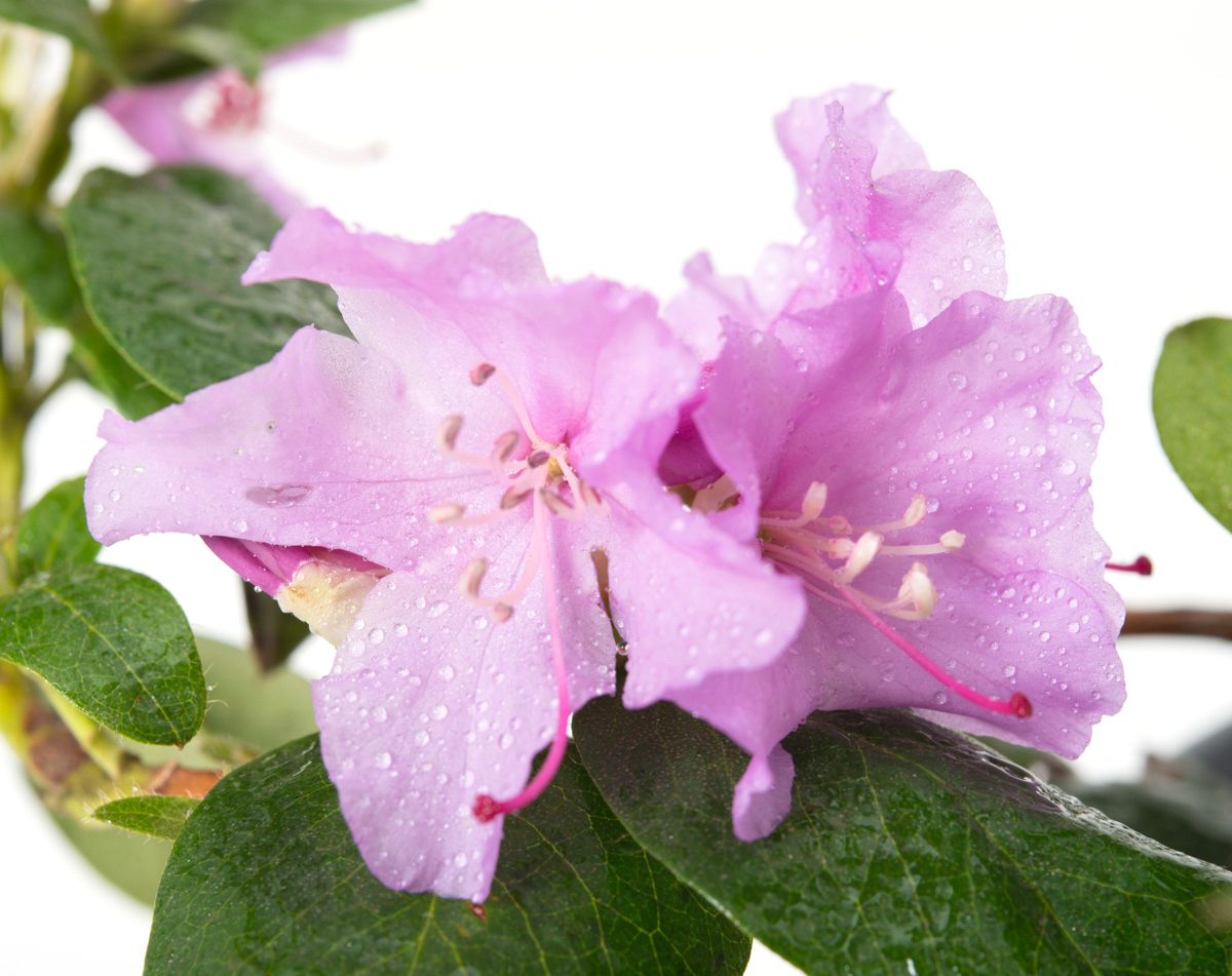 Rhododendron Praecox - Rhododendron Praecox günstig kaufen