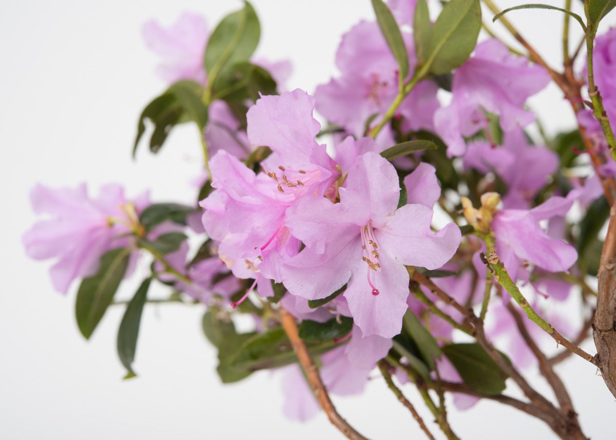 Rhododendron Praecox - Rhododendron Praecox günstig kaufen