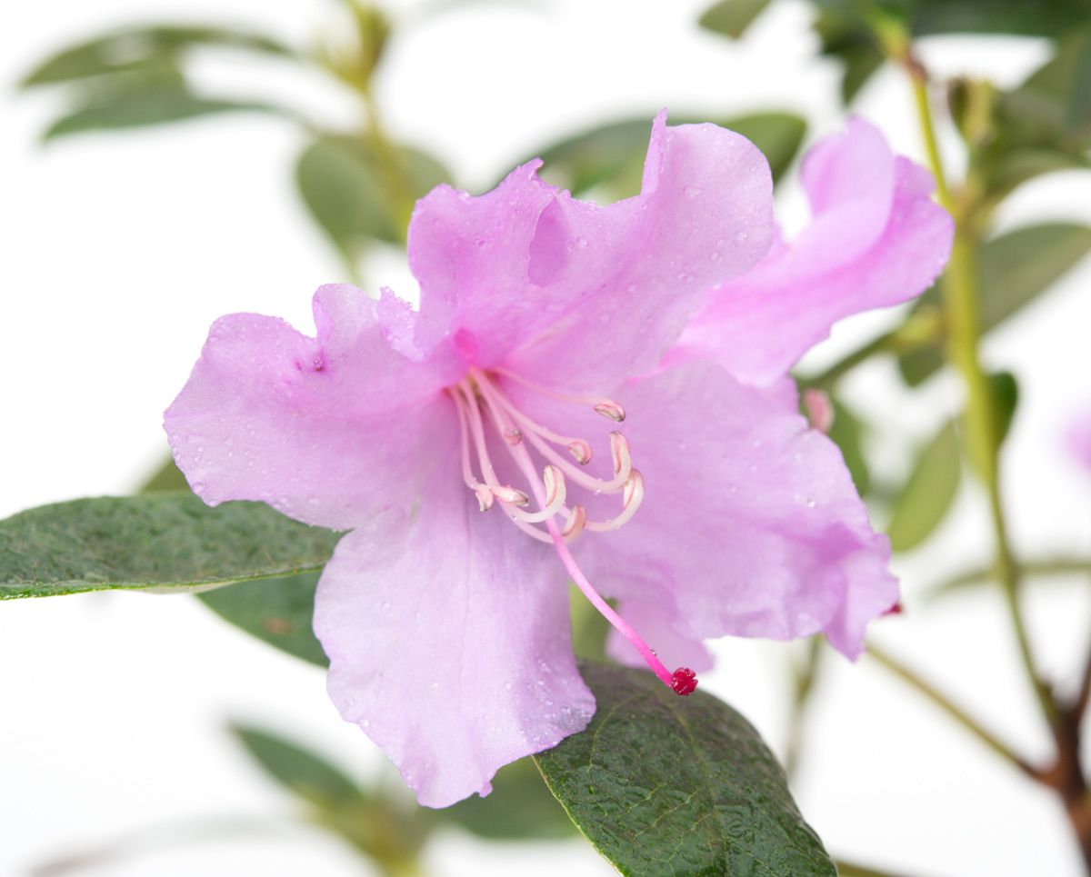 Rhododendron Praecox - Rhododendron Praecox günstig kaufen