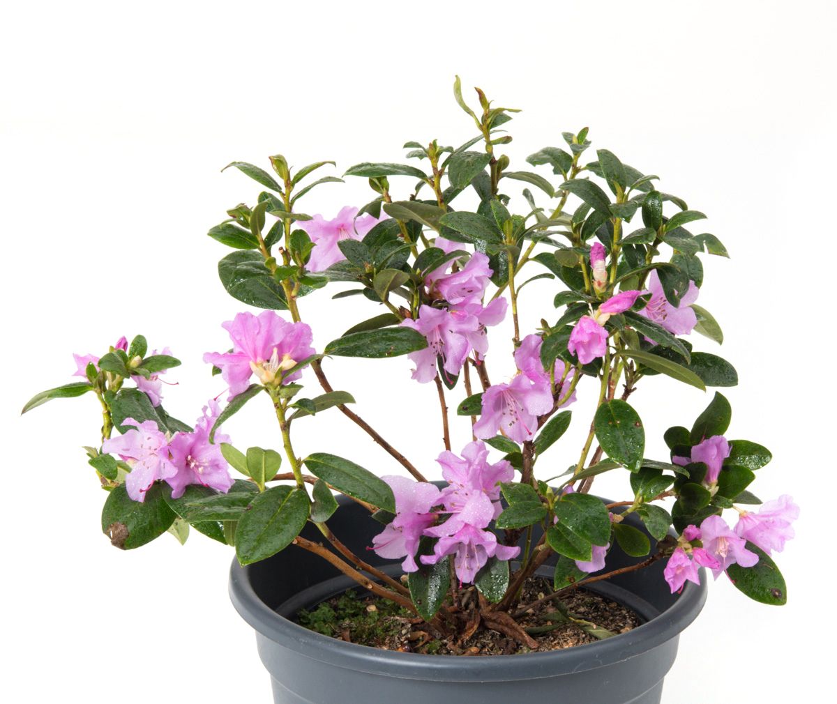 Rhododendron Praecox - Rhododendron Praecox günstig kaufen