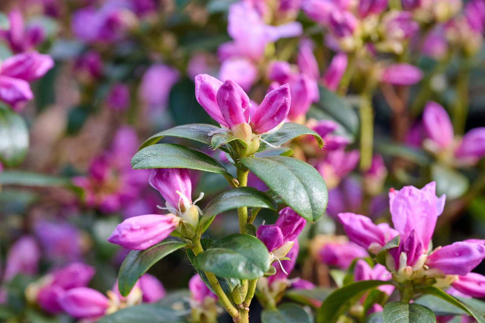 Rhododendron Praecox - Rhododendron Praecox günstig kaufen