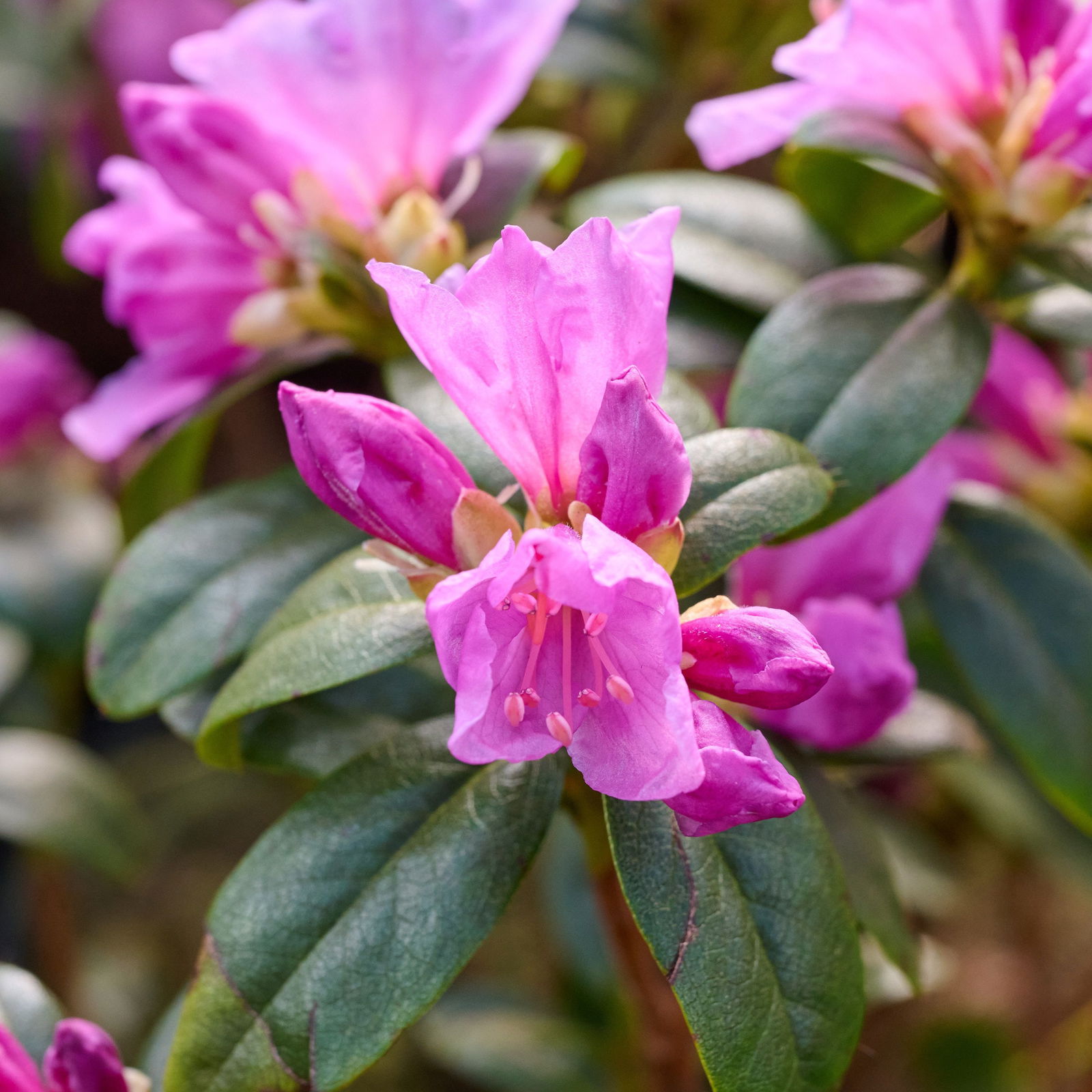 Rhododendron Praecox - Rhododendron Praecox günstig kaufen