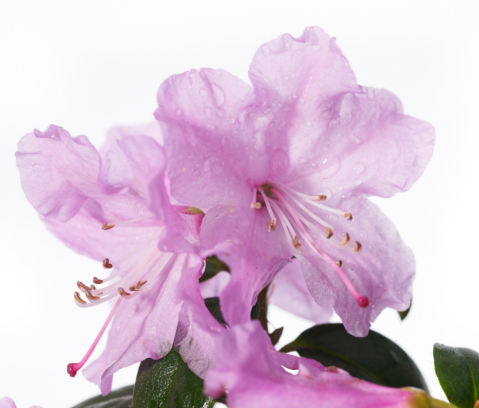 Rhododendron Praecox - Rhododendron Praecox günstig kaufen