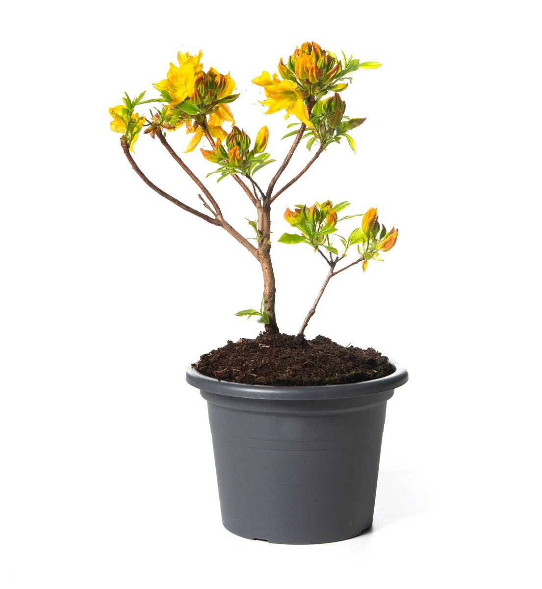 Sommergrüne Azalee Goldtopas - Rhododendron luteum Goldtopas günstig kaufen