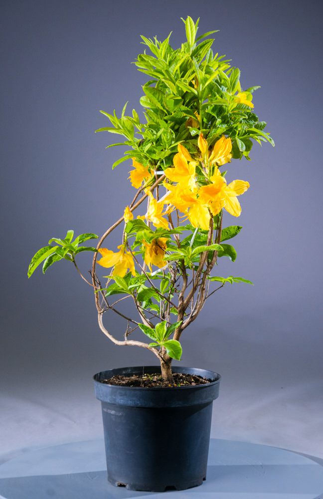 Sommergrüne Azalee Goldtopas - Rhododendron luteum Goldtopas günstig kaufen