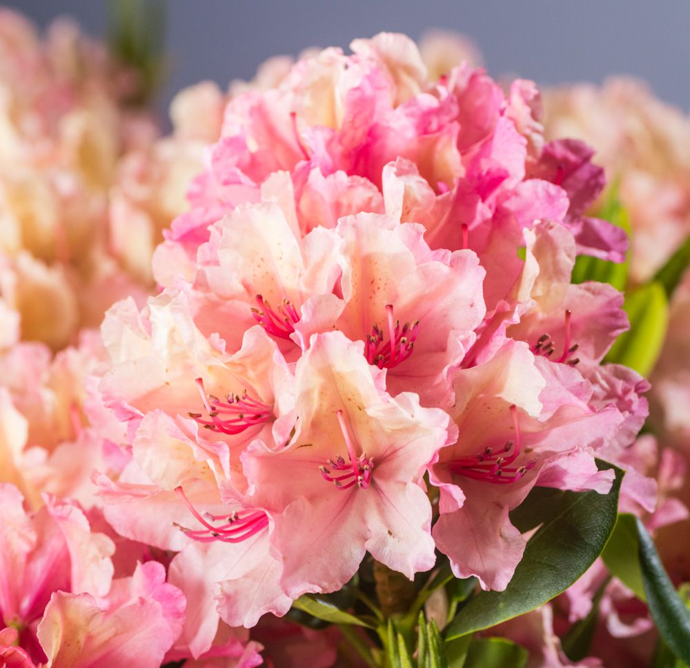 Rhododendron Lavender Princess - Rhododendron Hybride Lavender Princess ...