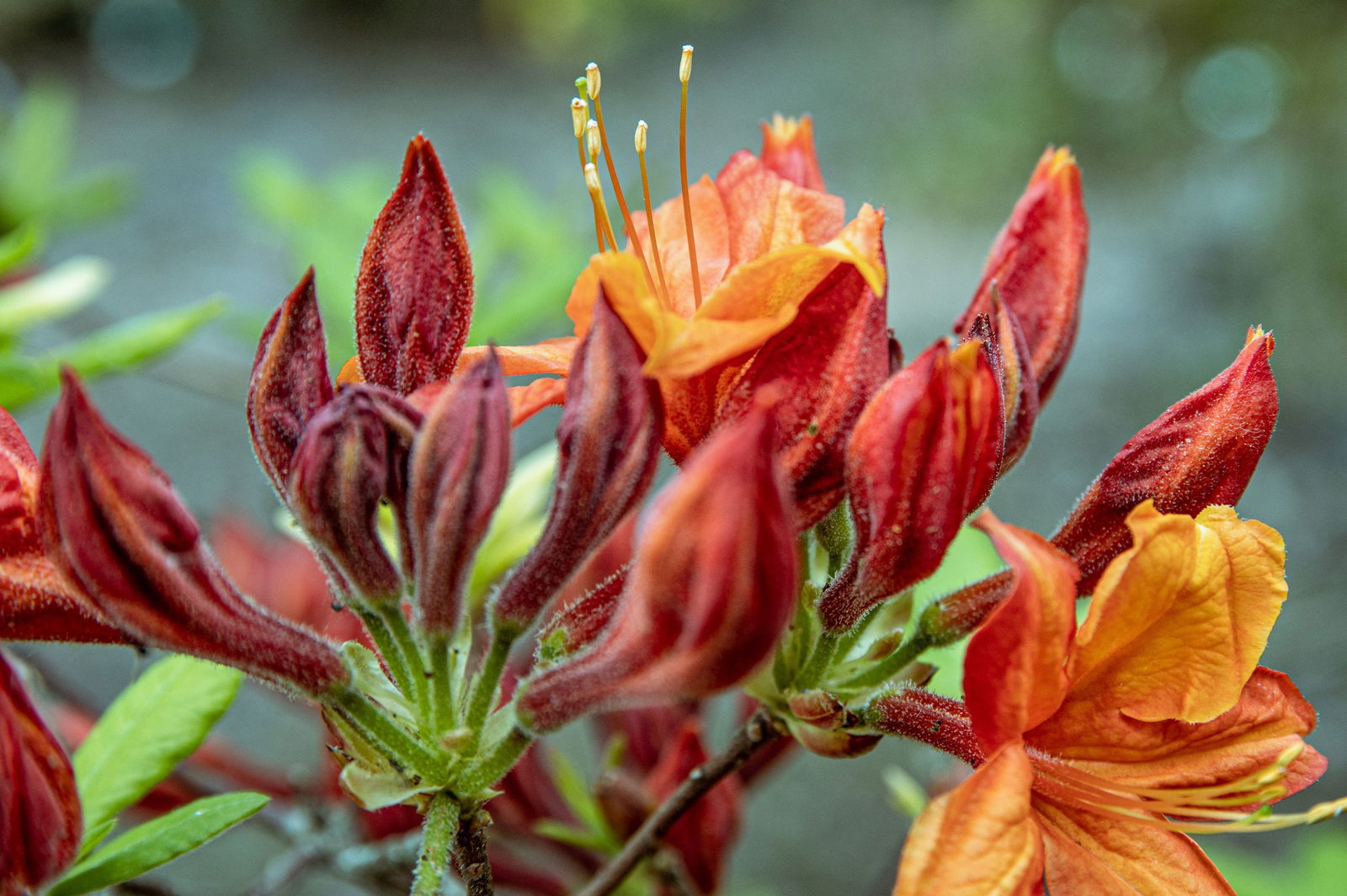 Sommergrüne Azalee Hotspur Red - Rhododendron luteum Hotspur Red ...