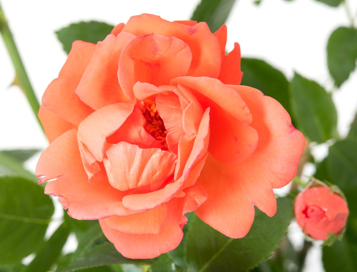 Edelrose Alexander - Rosa Alexander günstig kaufen