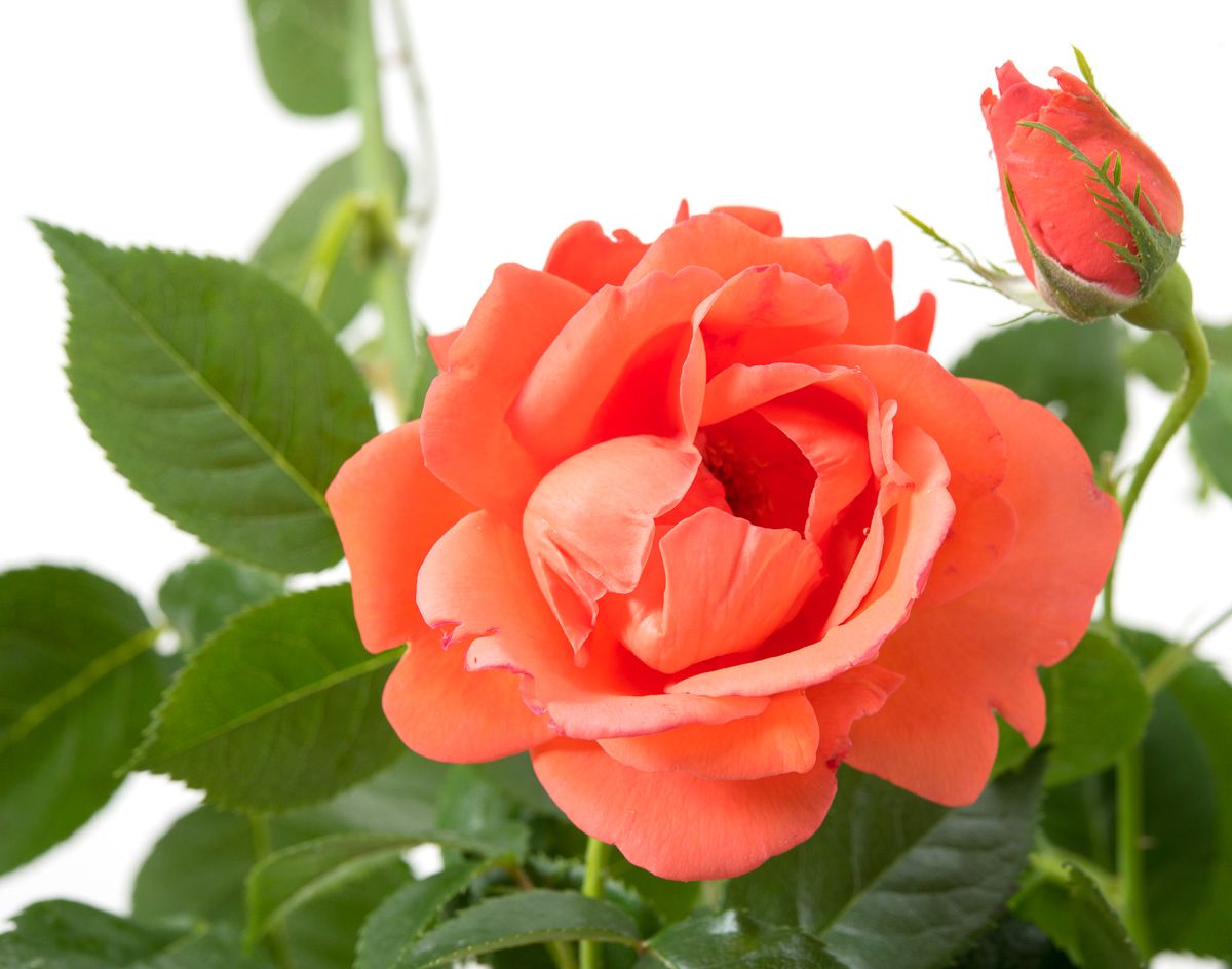 Edelrose Alexander - Rosa Alexander günstig kaufen