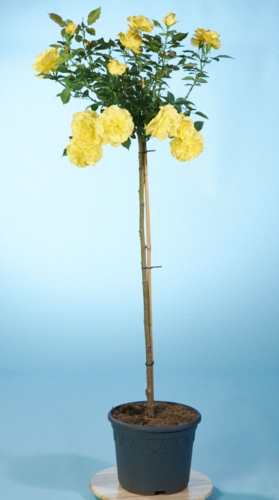 Rose Friesia ® - Rosa Friesia ® günstig kaufen