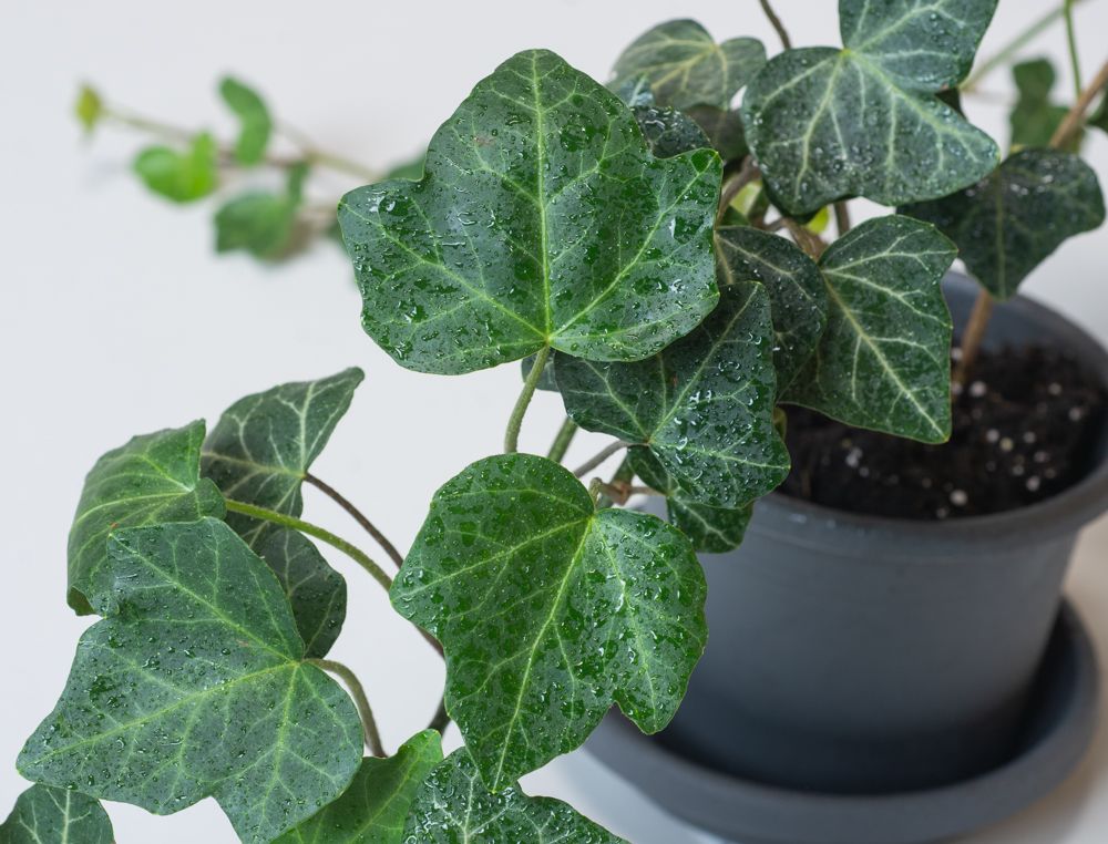 Gold-grüner Efeu - Hedera Helix Goldheart günstig kaufen