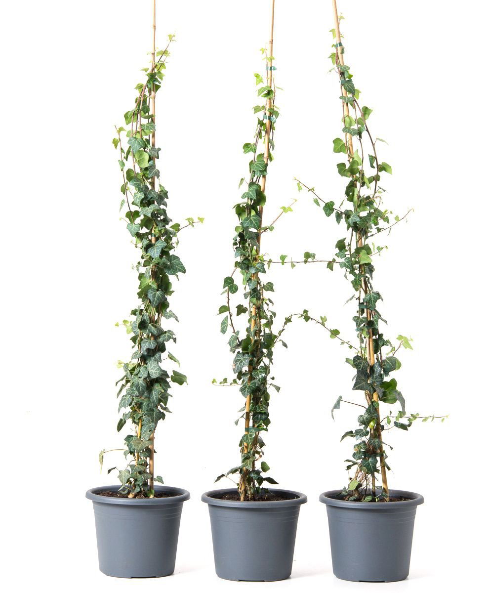 Efeu Plattensee - Hedera helix Plattensee günstig kaufen