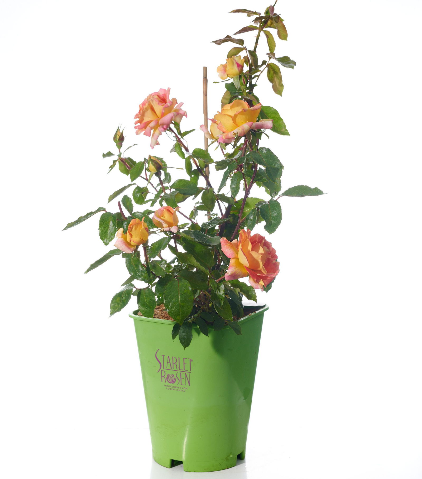 Edelrose Caribia - Rosa Caribia günstig kaufen