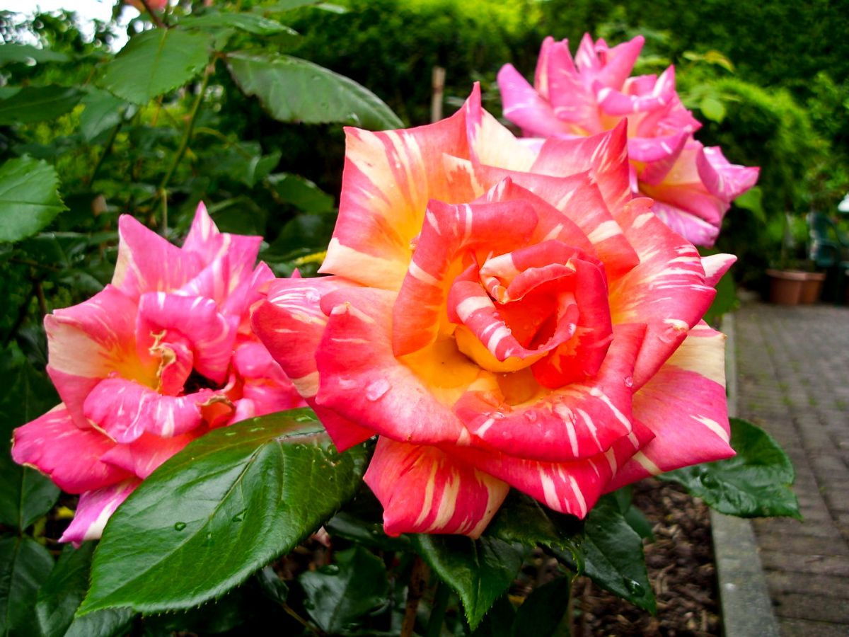 Edelrose Caribia - Rosa Caribia günstig kaufen