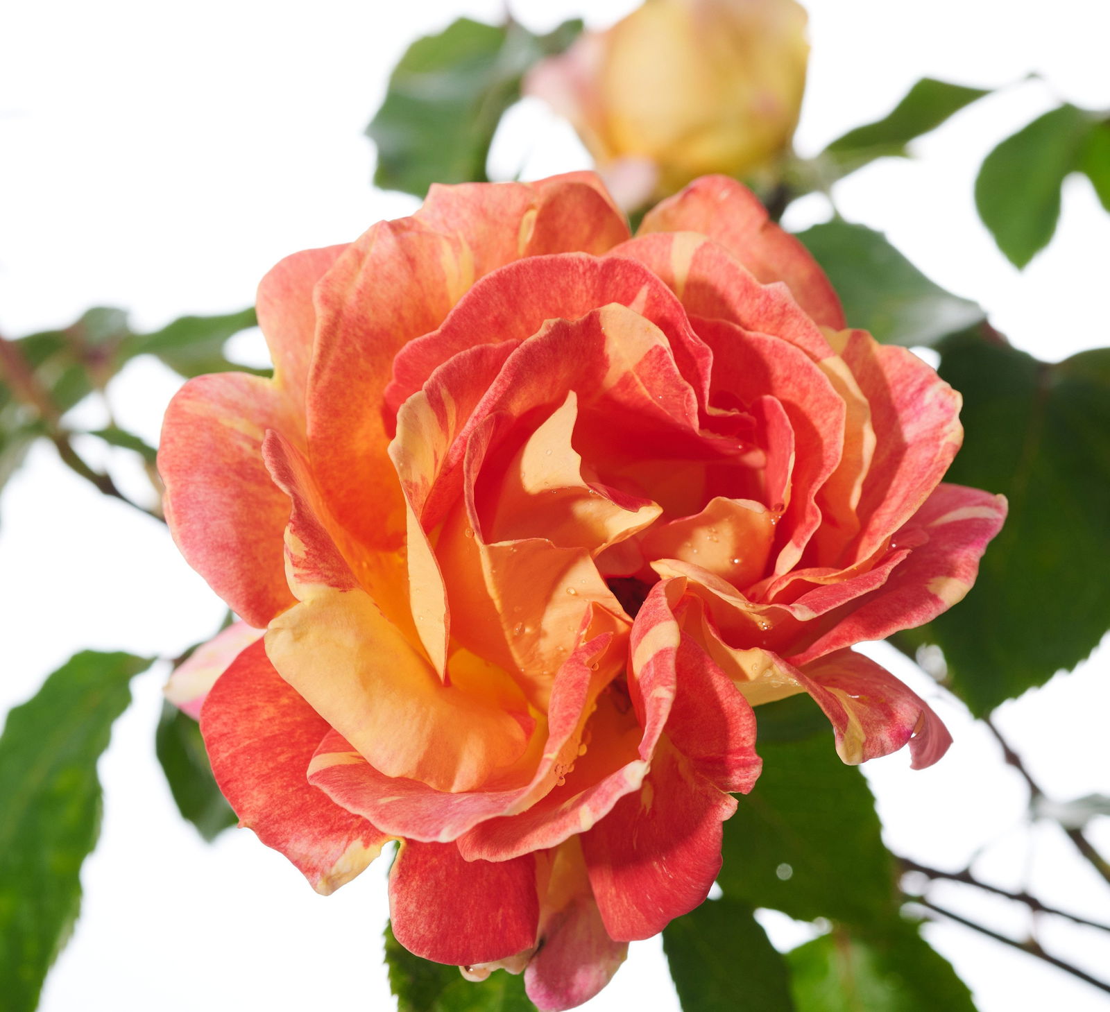 Edelrose Caribia - Rosa Caribia günstig kaufen