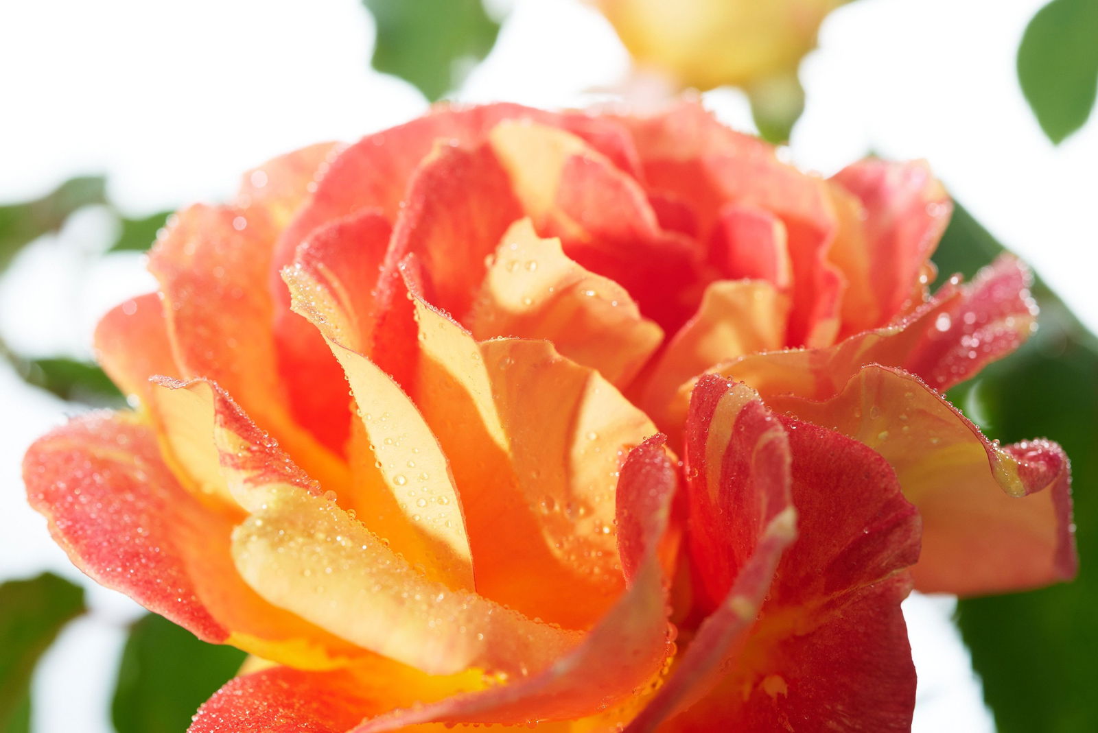 Edelrose Caribia - Rosa Caribia günstig kaufen