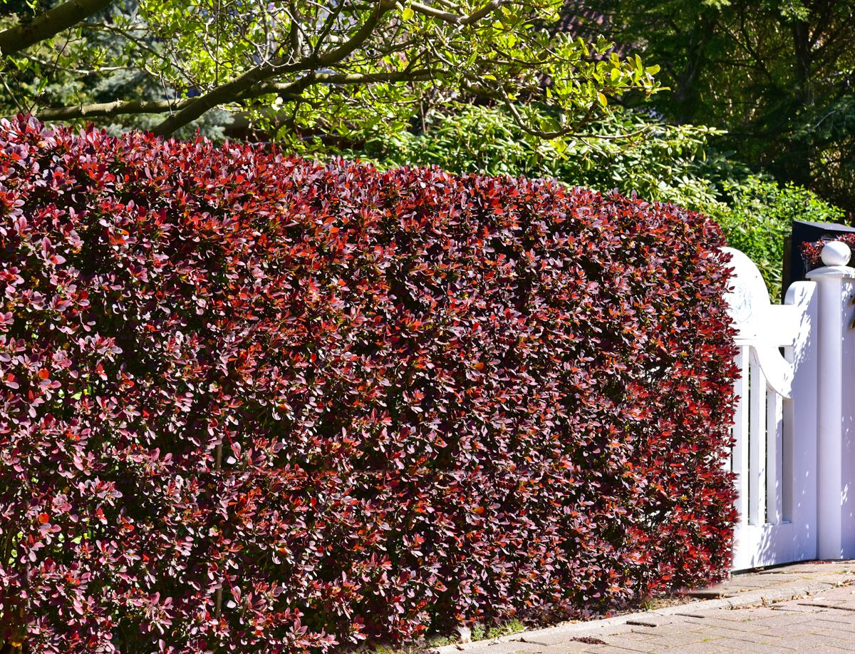 Rote Heckenberberitze - Berberis thunbergii Atropurpurea günstig kaufen